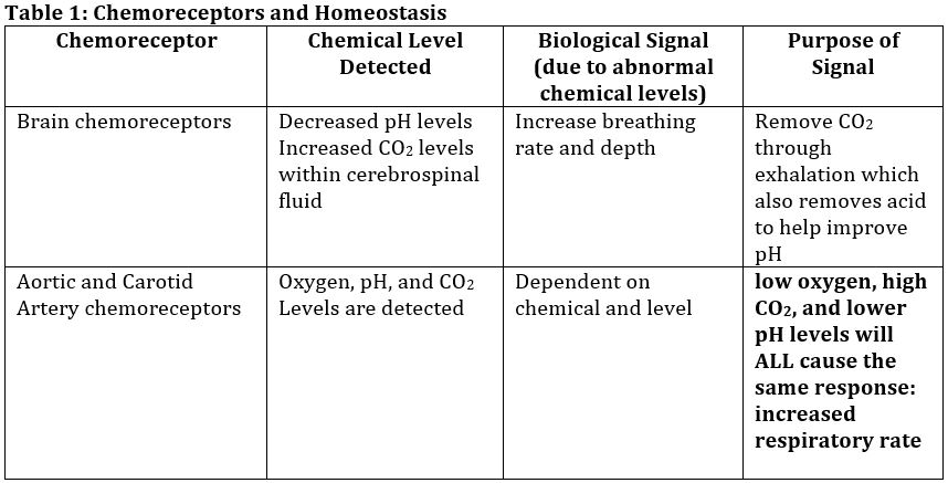 5.03 The Respiratory Cycle